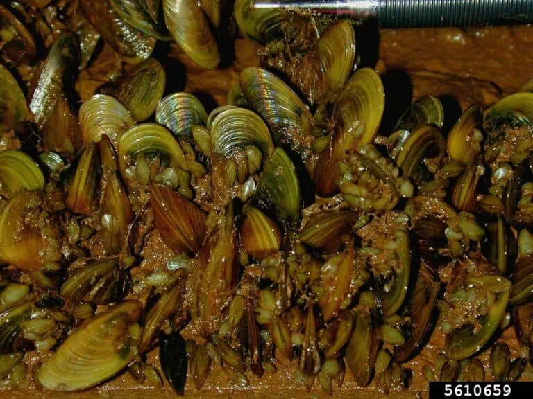 Golden Mussel - Tip of the Mitt Watershed Council