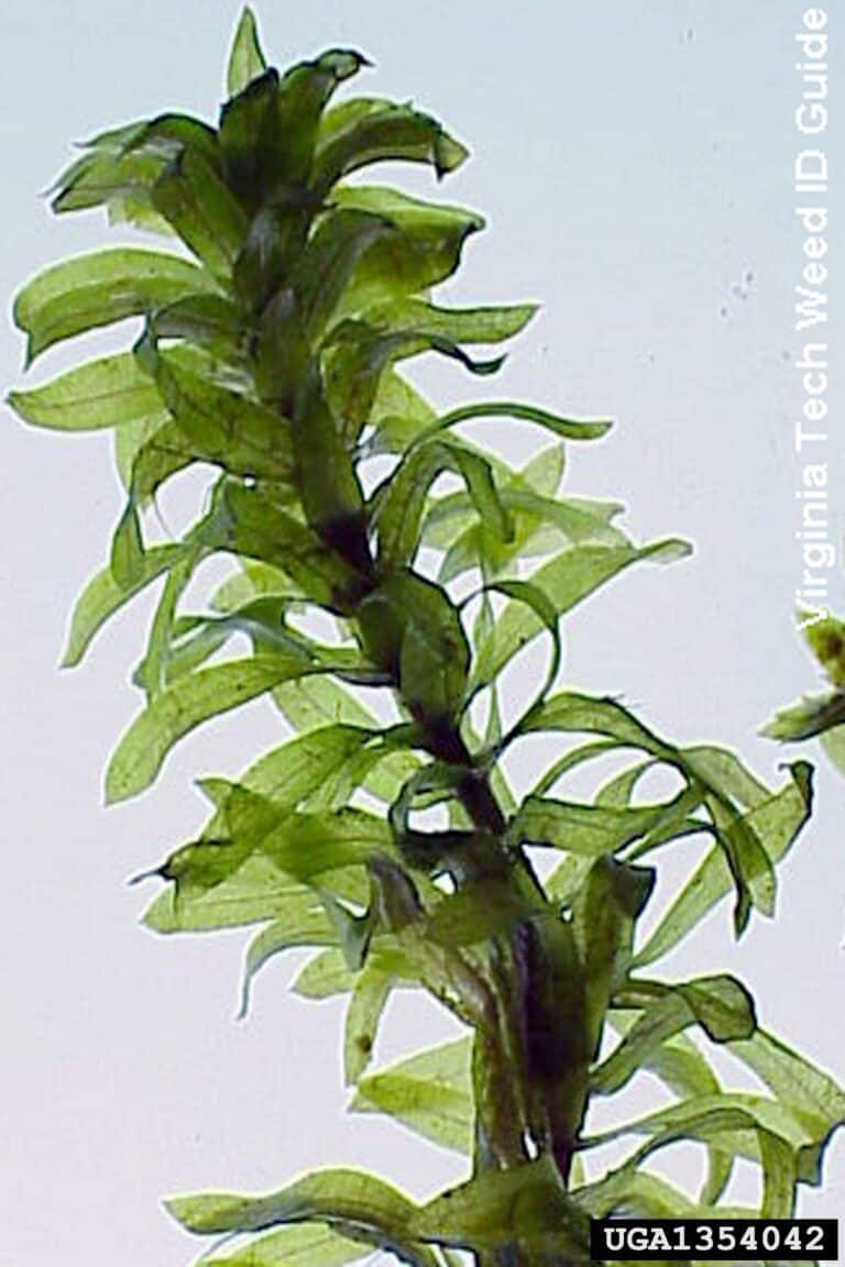 Brazilian Elodea - Tip of the Mitt Watershed Council