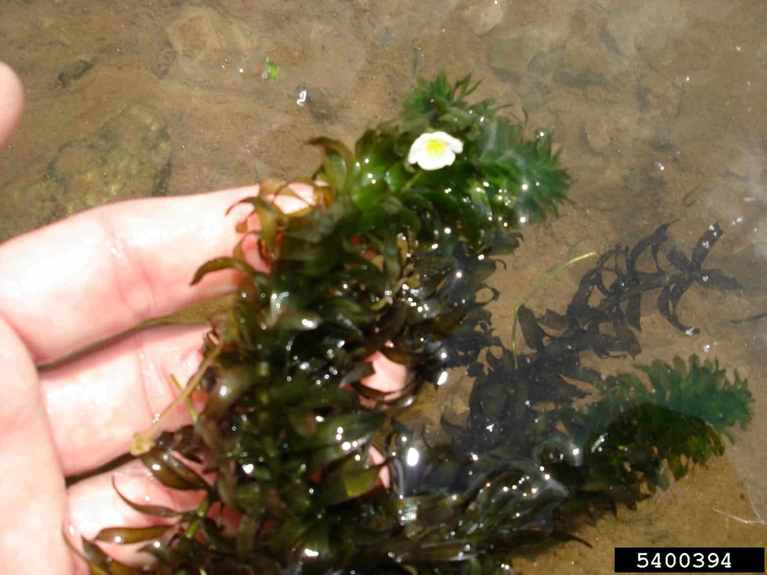 Brazilian Elodea - Tip of the Mitt Watershed Council